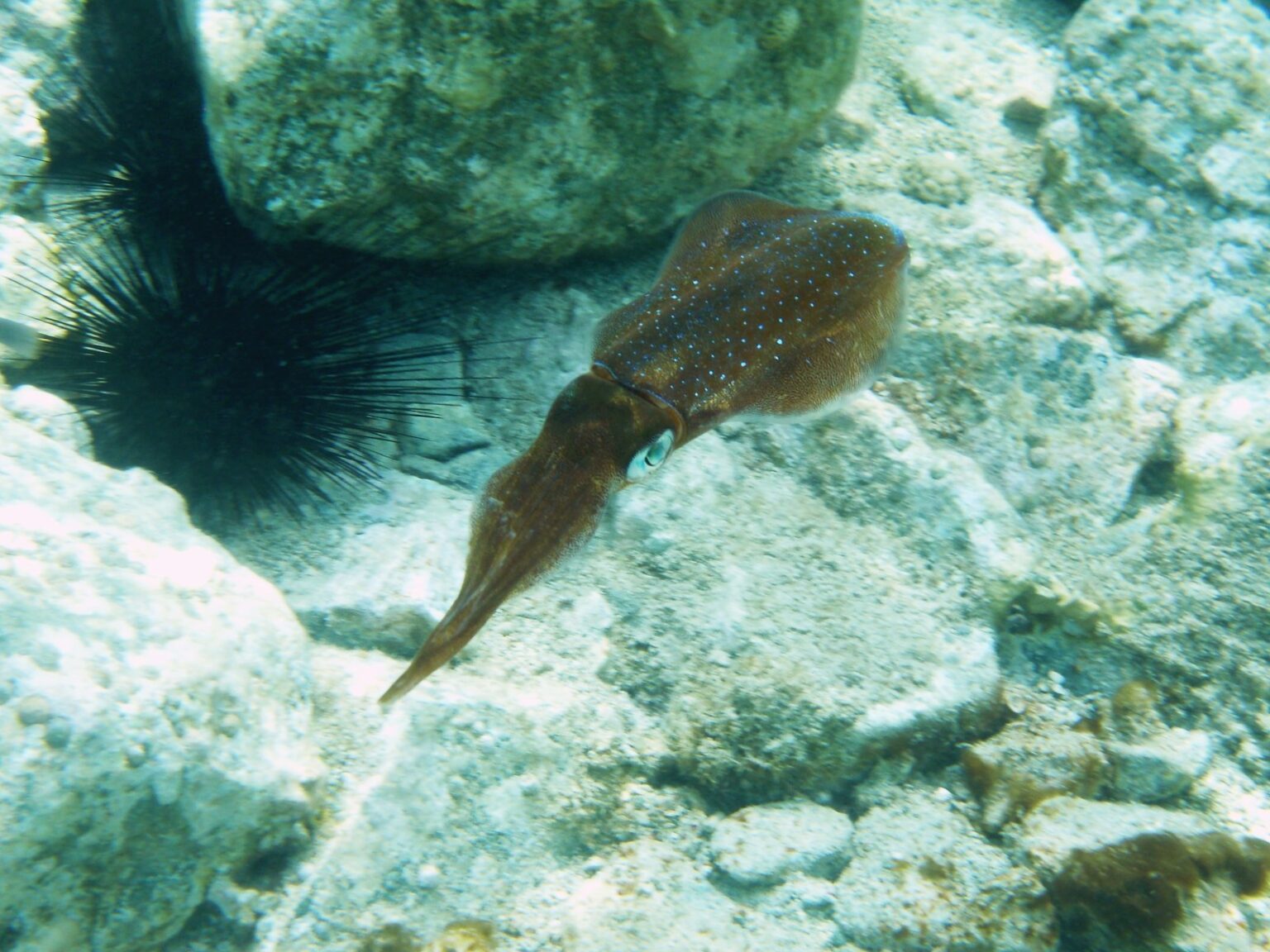 The Giant Squid: A Deep-Sea Legend Finally Caught on Camera