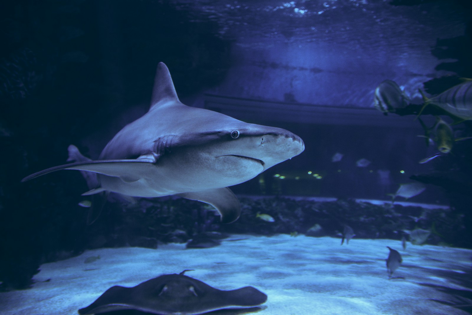 Why Sharks Are Vital to Ocean Health (And What Happens If They Disappear)