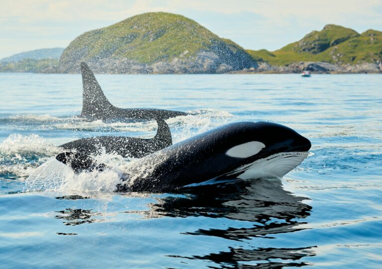 The Intelligence of Orcas—Are They as Smart as Humans?