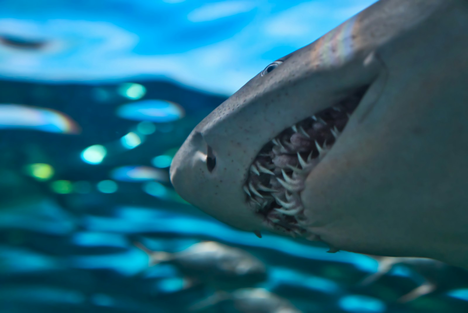 How Sharks Clean Their Own Teeth