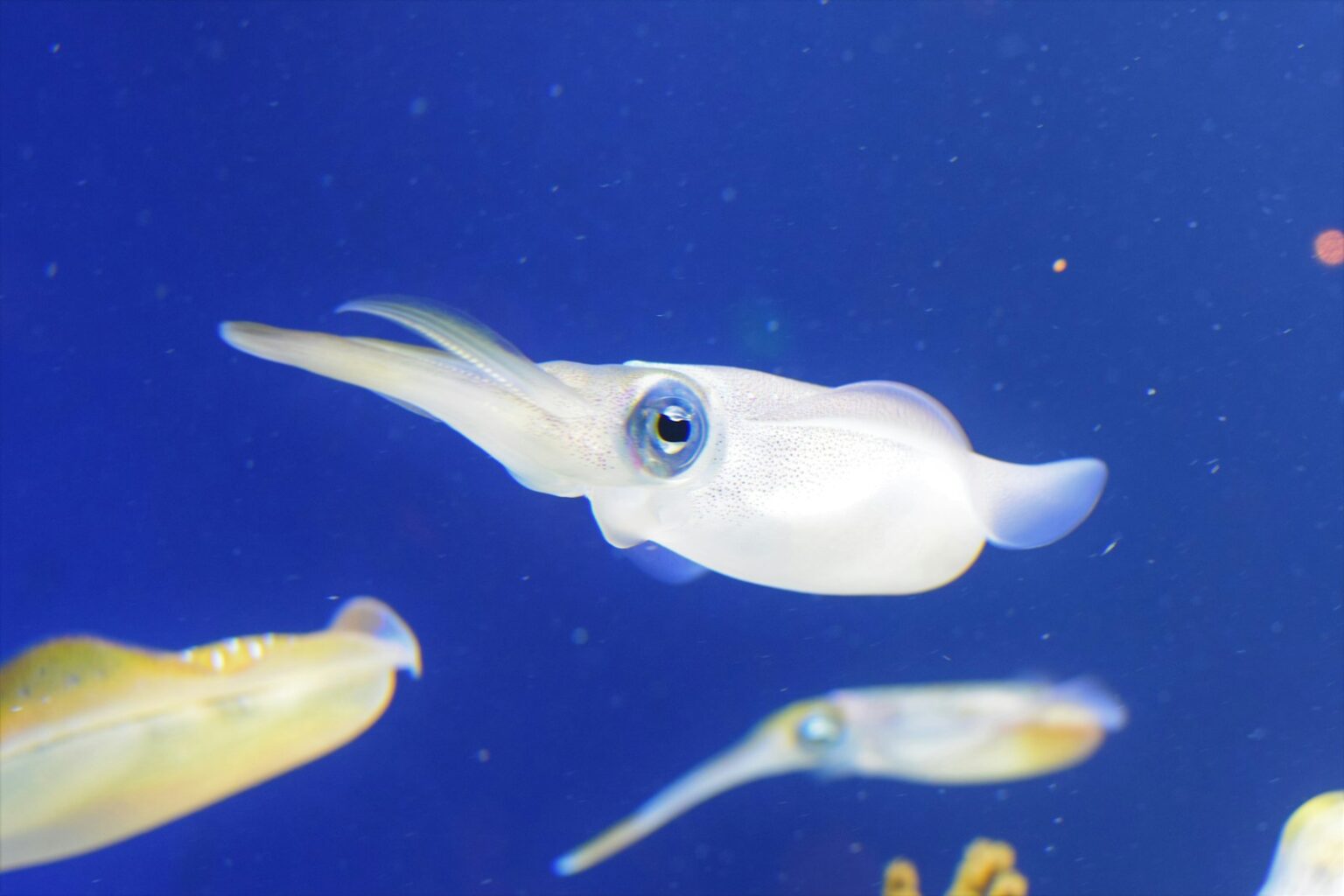 The Giant Squid: A Deep-Sea Legend Finally Caught on Camera