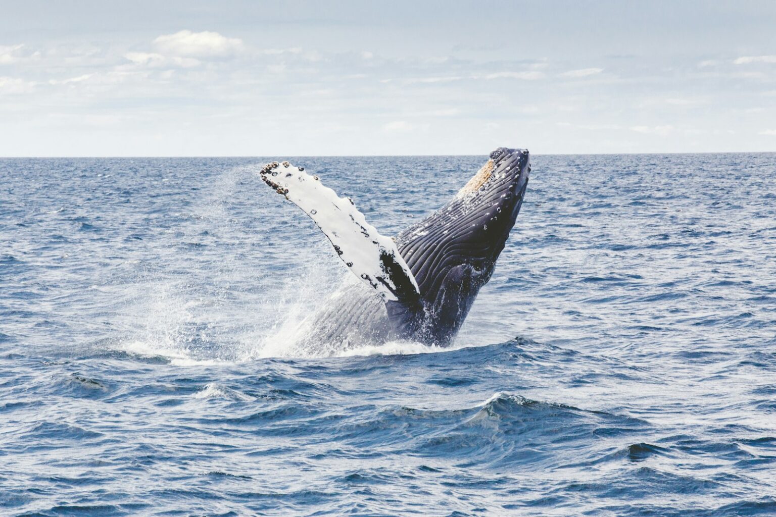The Largest Whale Ever Recorded—Its Size Will Blow Your Mind