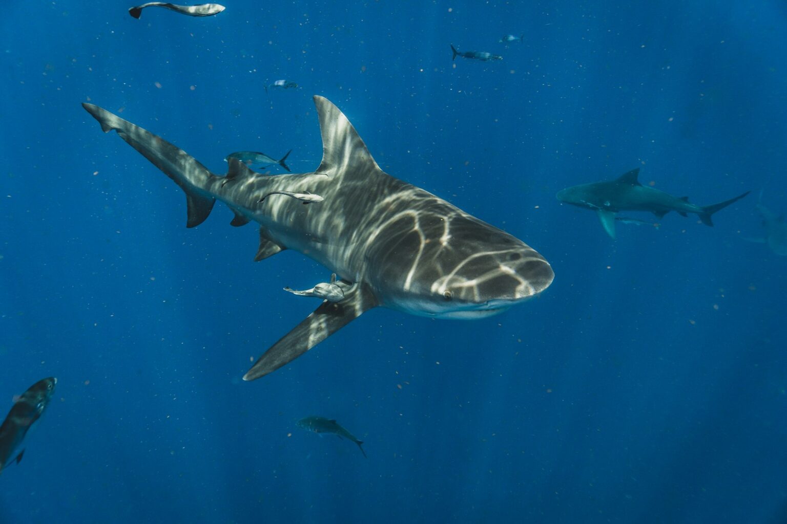 How Do Sharks Survive in Oxygen-Deprived Waters?