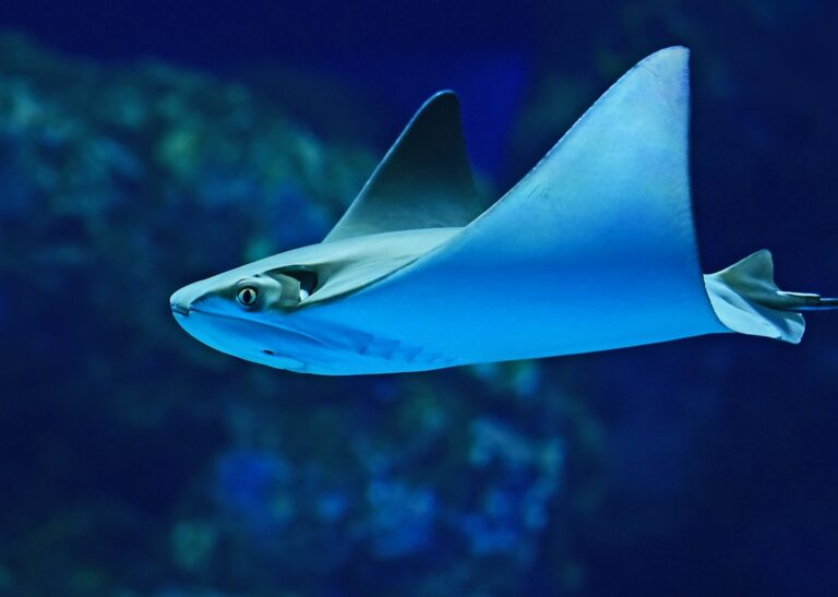 How Do Shark Gills Work Differently Than Fish Gills?