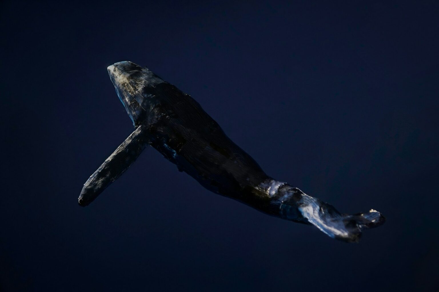 Can Whales Cry? The Emotional Lives of These Ocean Giants