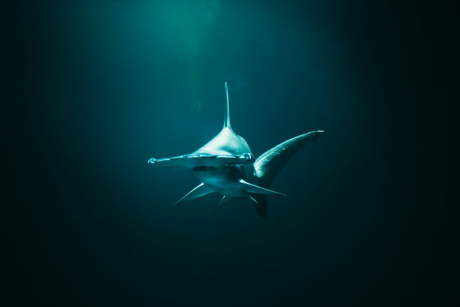 12 Reasons Sharks Circle Before Attacking