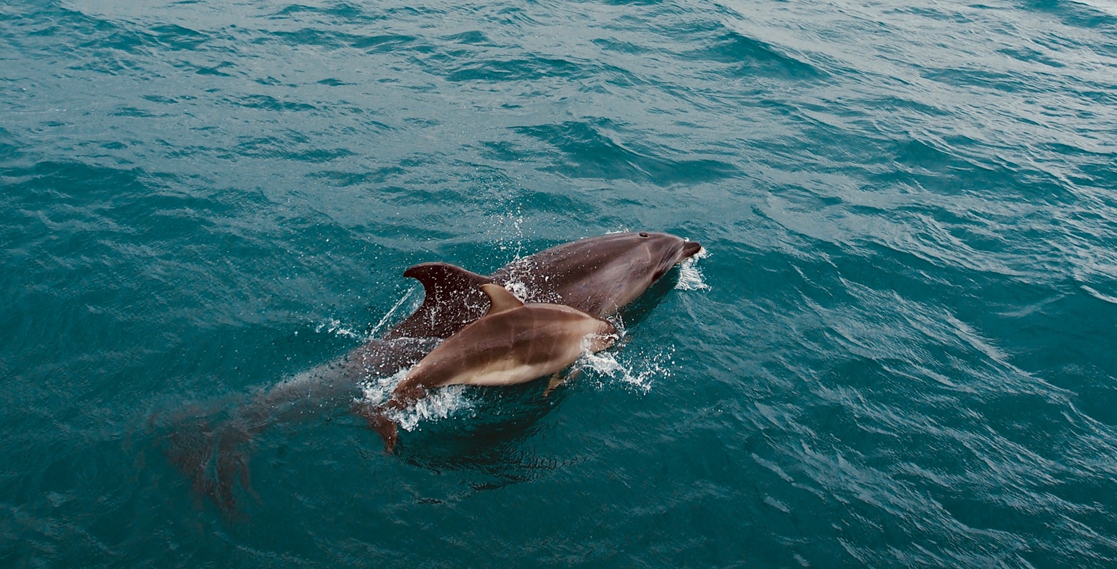 12 Amazing Ways Dolphins Protect Each Other