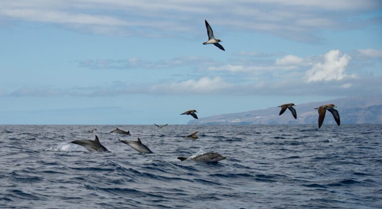 How Dolphins Work Together to Hunt Prey
