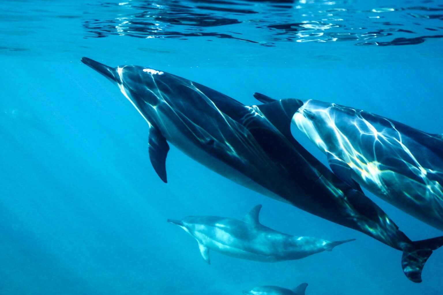 How Dolphins Work Together to Hunt Prey