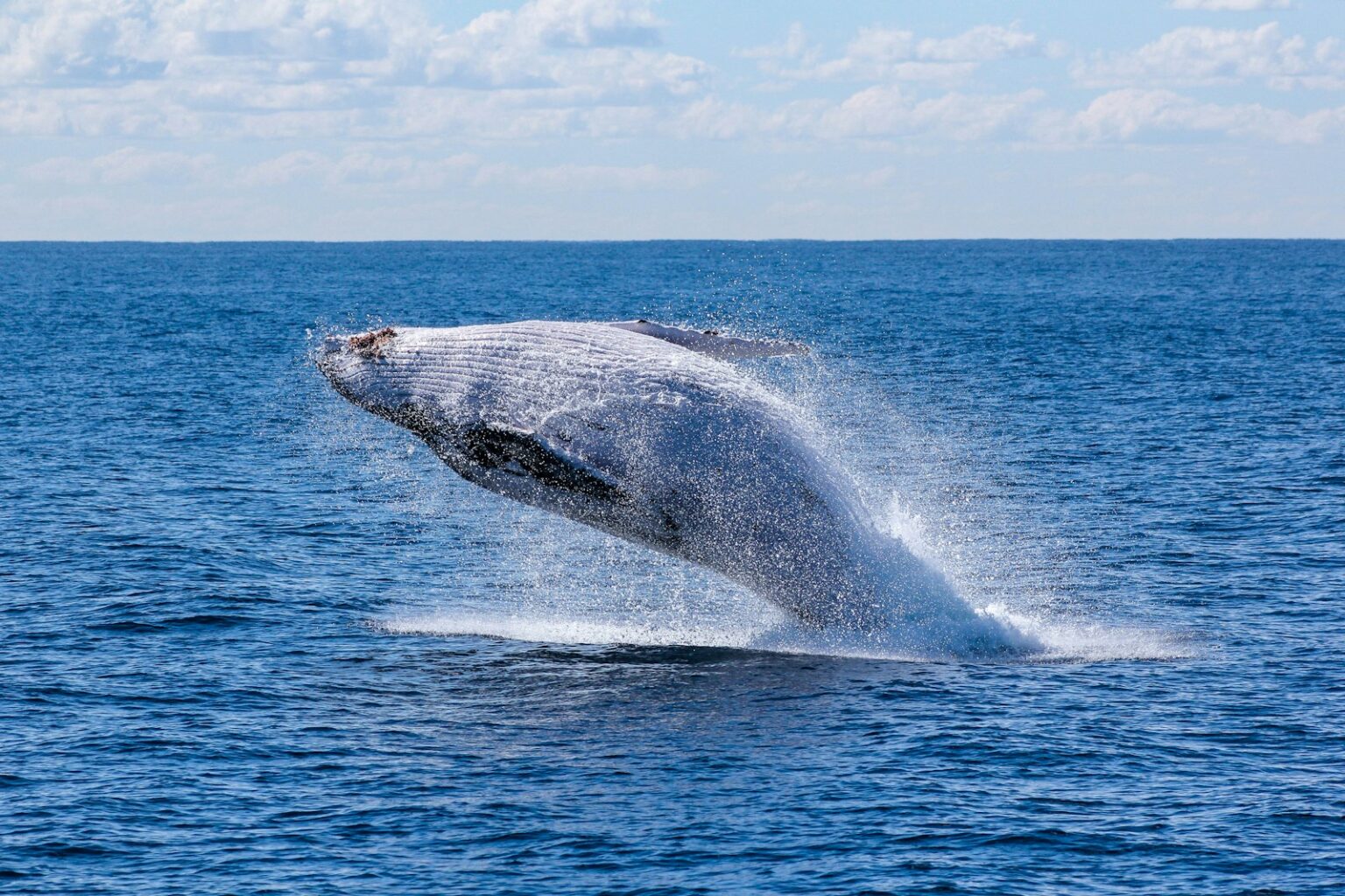 Why Whales Sometimes Explode After Death