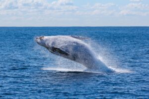 Why Whales Sometimes Explode After Death