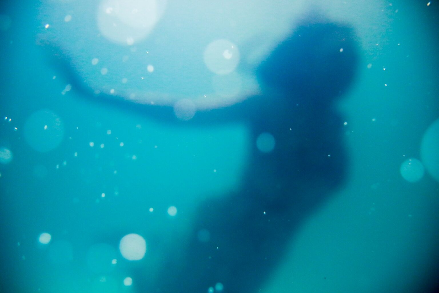 The Truth Behind Mermaid Legends and Manatees