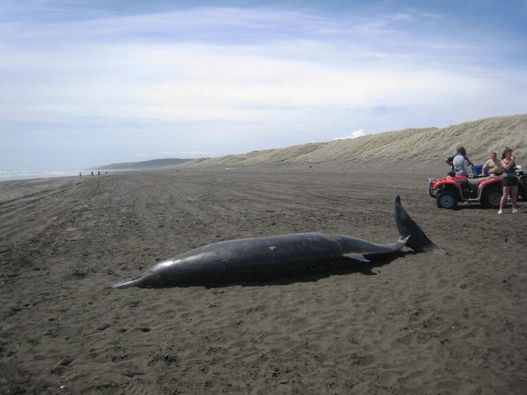 Why Whales Sometimes Explode After Death
