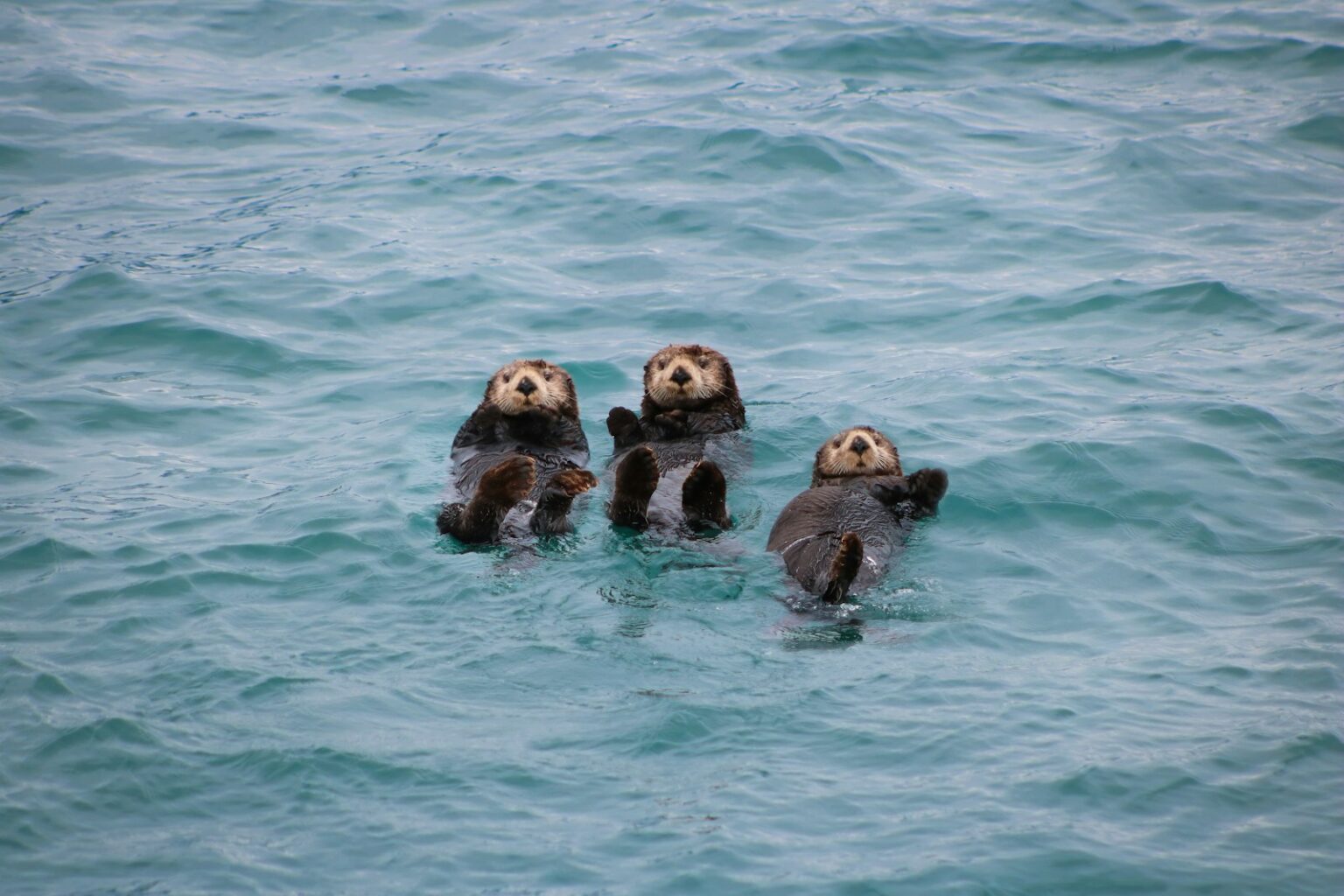 Top 12 Smartest Marine Mammals Ranked