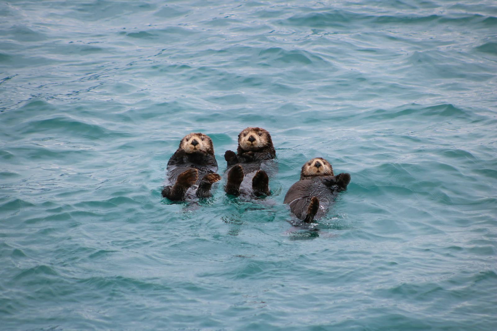 Top 12 Smartest Marine Mammals Ranked