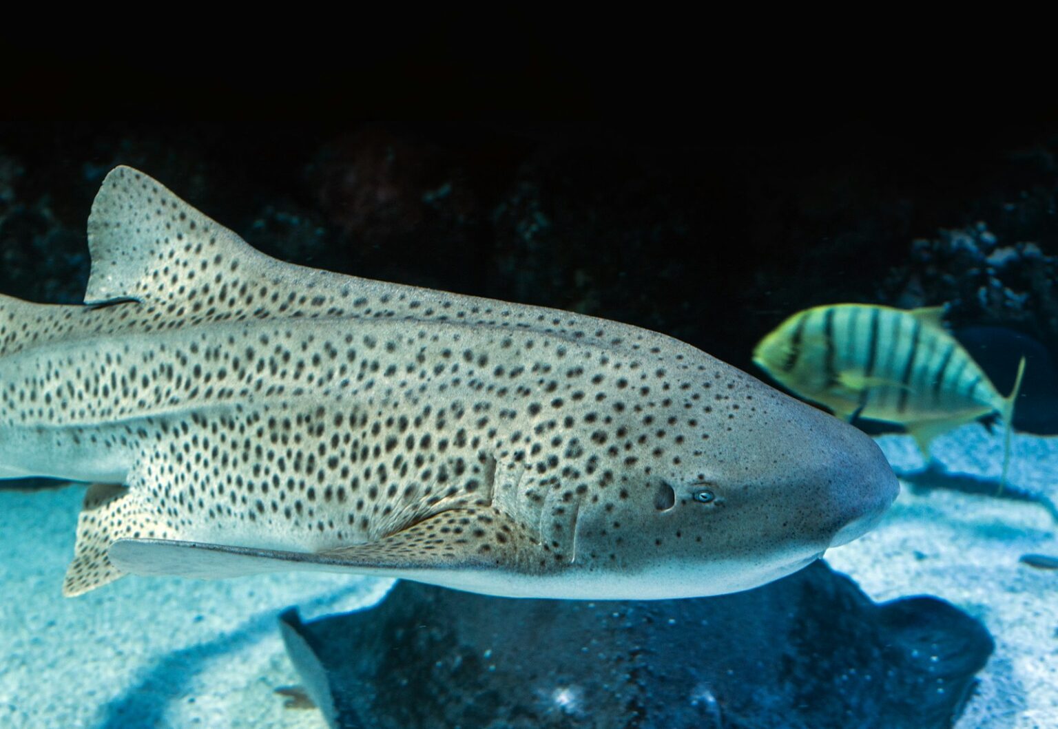 How Do Shark Gills Work Differently Than Fish Gills?
