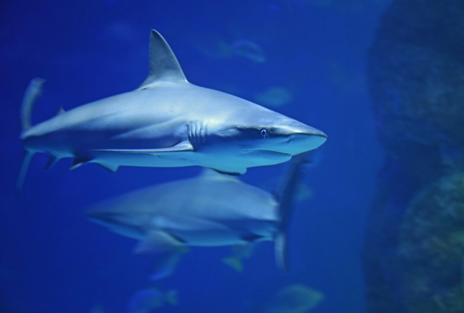 The Bizarre Relationship Between Sharks and Remora Fish