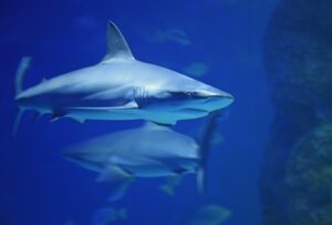 The Bizarre Relationship Between Sharks and Remora Fish