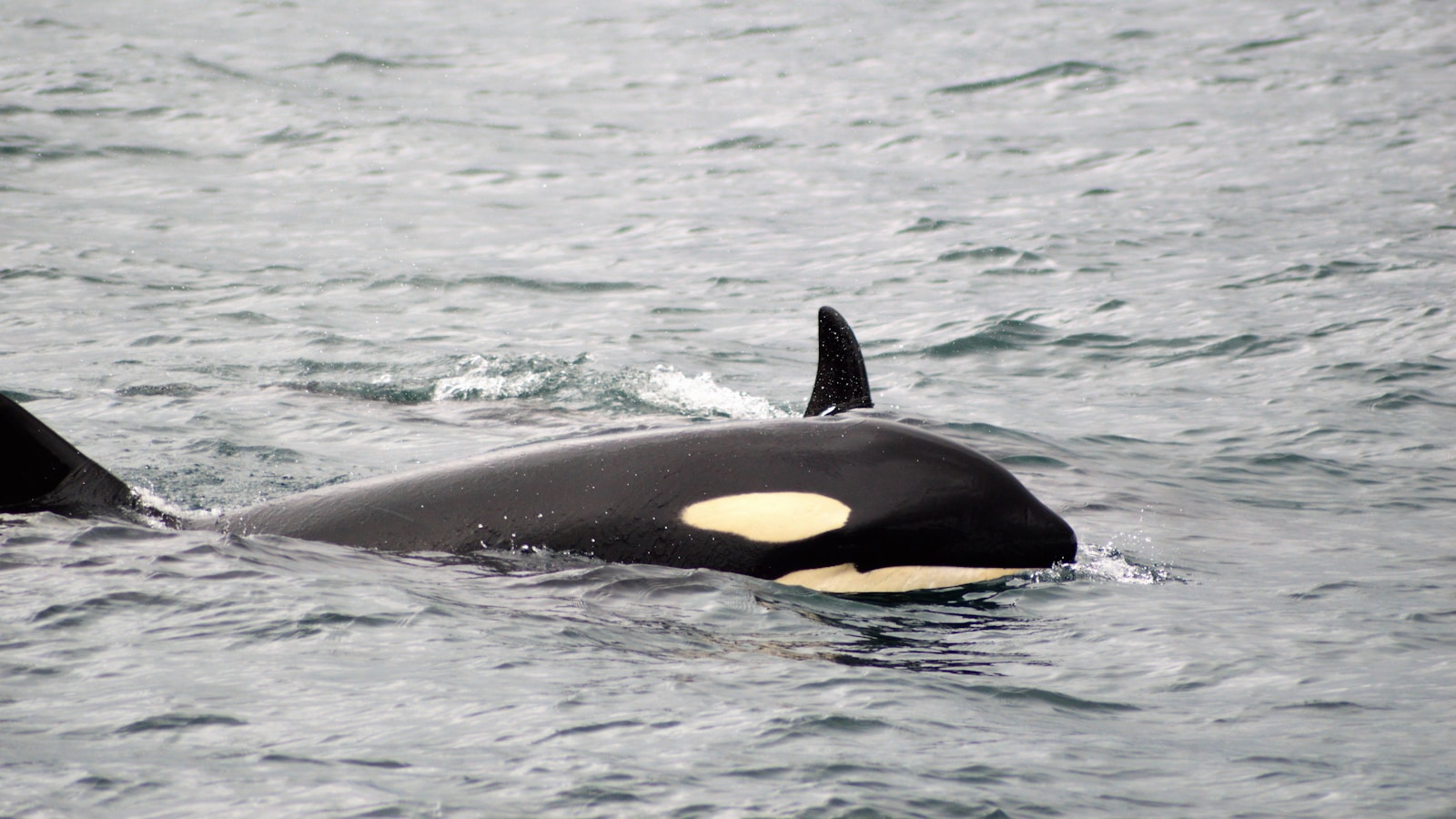 Why Some Orcas Have Dialects Like Human Languages