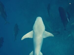 How Fast Can a Great White Shark Swim? The Answer May Surprise You
