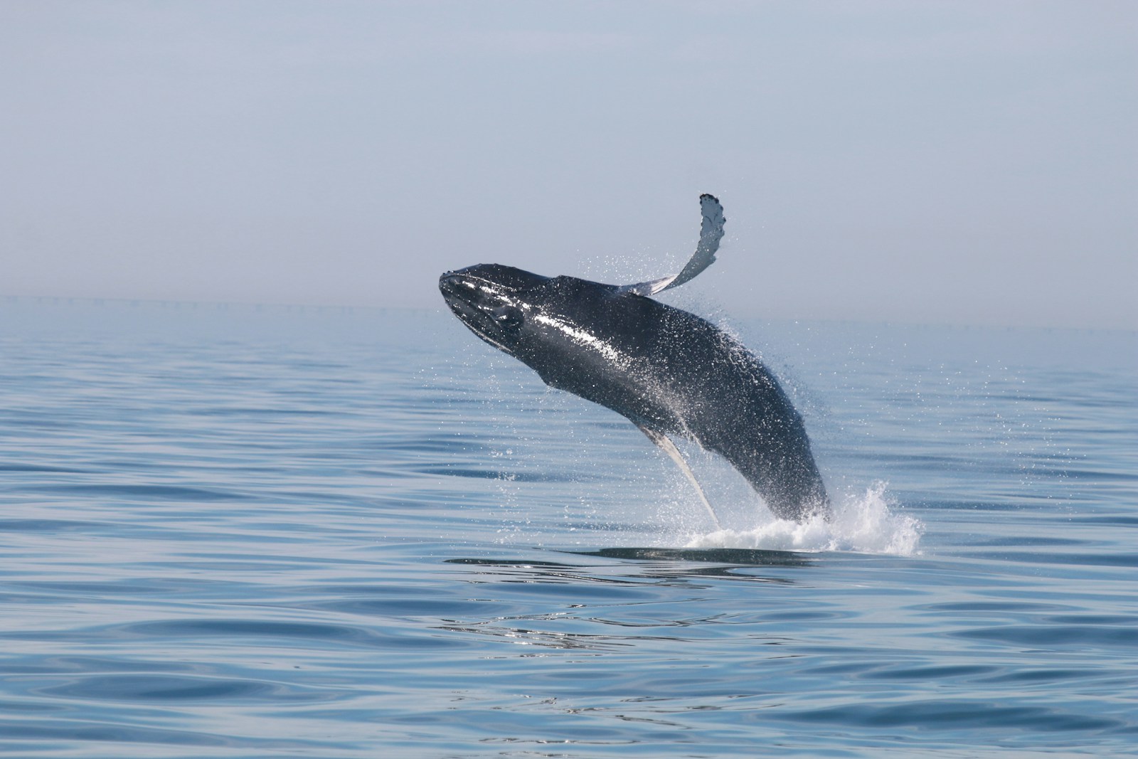 The Largest Whale Ever Recorded—Its Size Will Blow Your Mind