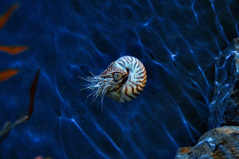How Deep-Sea Creatures Use Jet Propulsion to Move