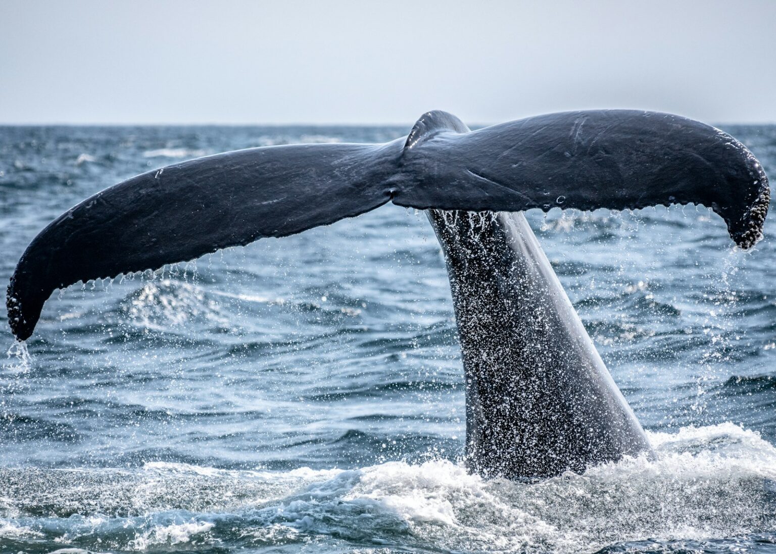 The Largest Whale Ever Recorded—Its Size Will Blow Your Mind