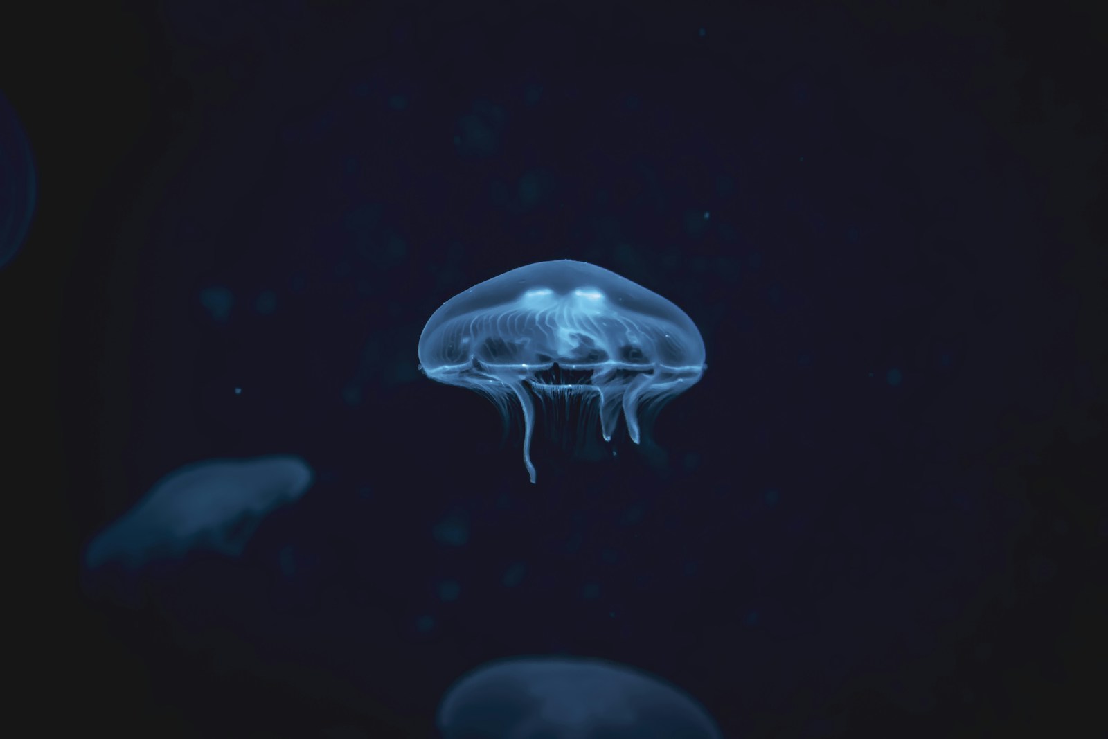 Can Jellyfish Feel Pain?