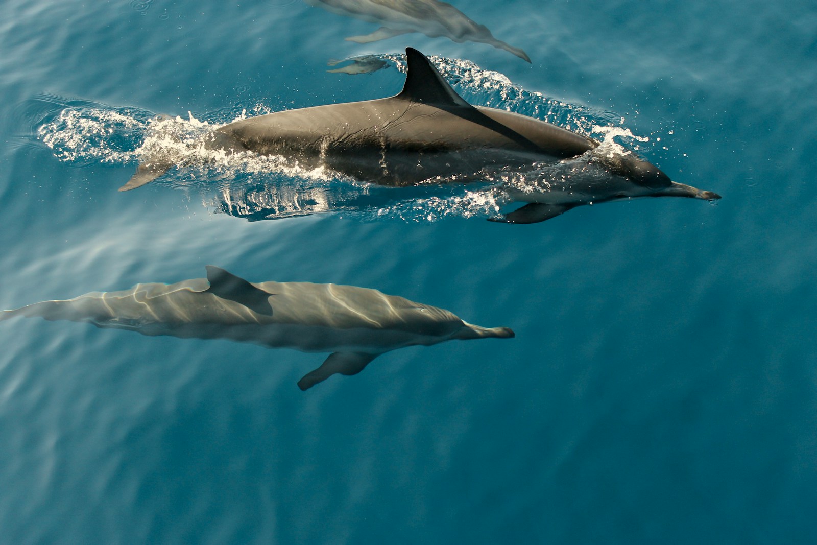 The Dolphin That Taught Itself to Use a Sponge