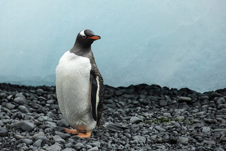 The Penguin That Surfs Waves Like a Pro