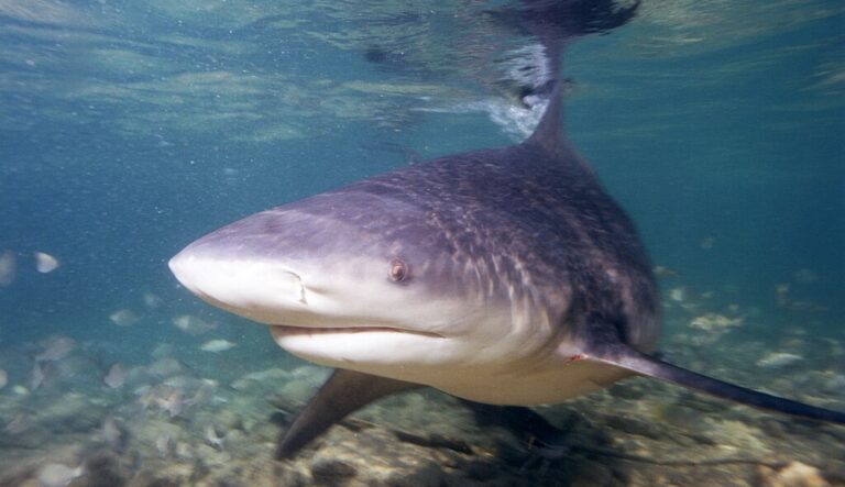 The Shark With the Strongest Jaws on Earth