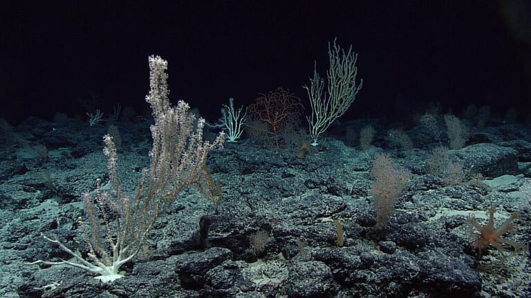 The Secret Life of Deep-Sea Crabs