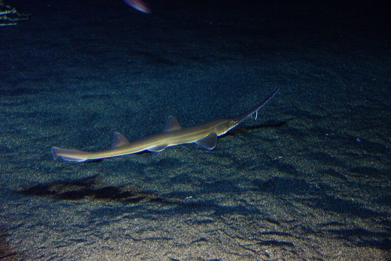 The Shark With Saw-Blade Jaws