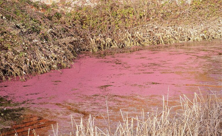 The Algae Bloom That Turned the Ocean Blood Red