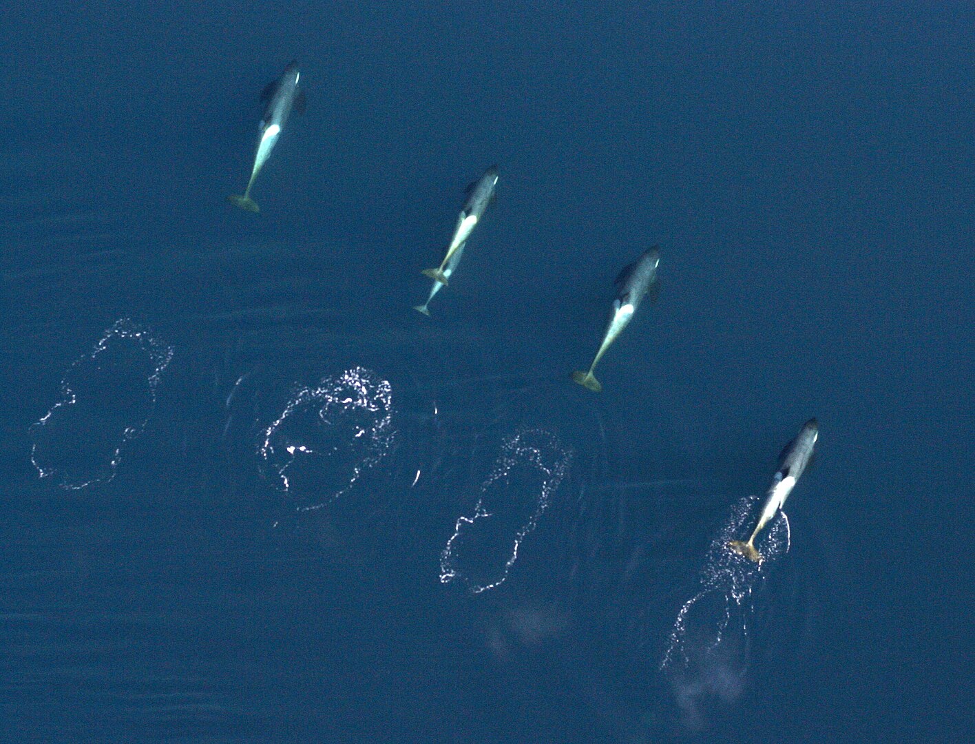 Why Great White Sharks Are Afraid of Killer Whales