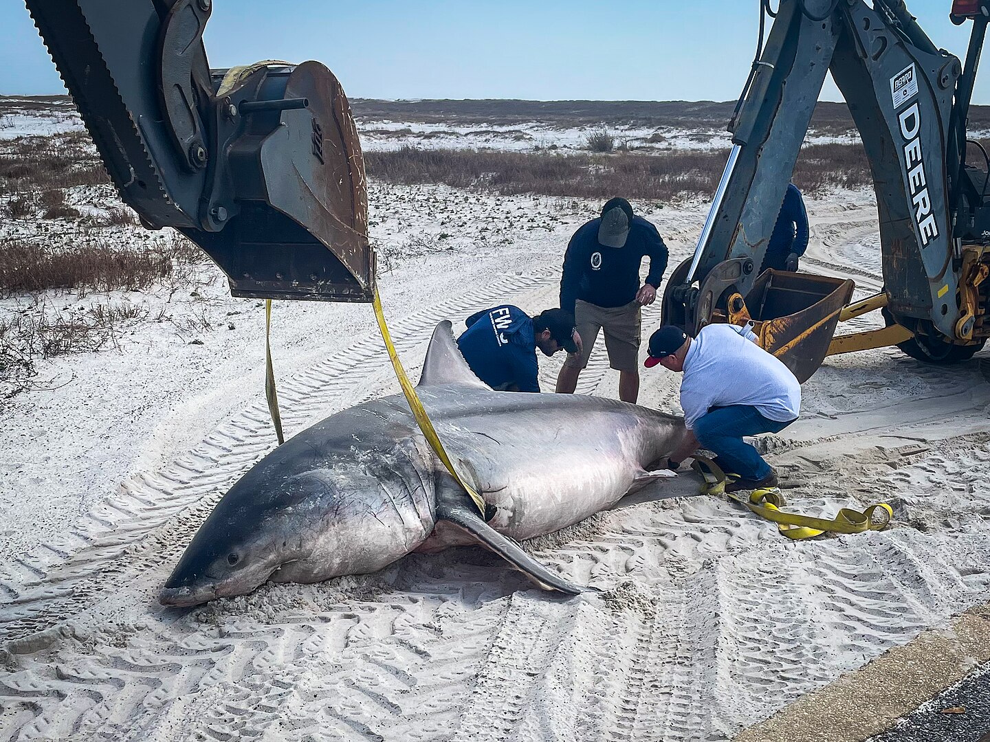 The Secret Behind Sharkskin—and Why It’s Used in Swimsuits