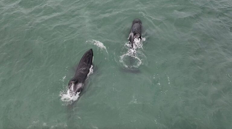 Why Great White Sharks Are Afraid of Killer Whales