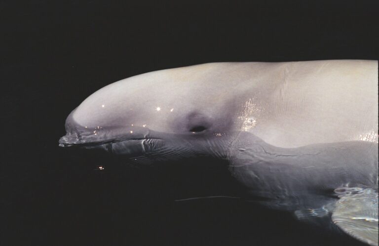 The Whale That Learned to Mimic Human Speech