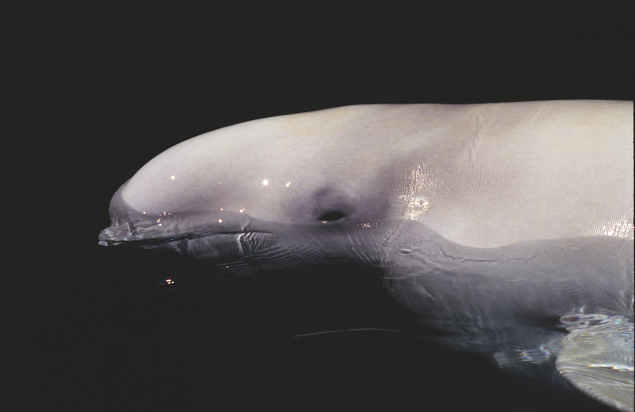 The Whale That Learned to Mimic Human Speech