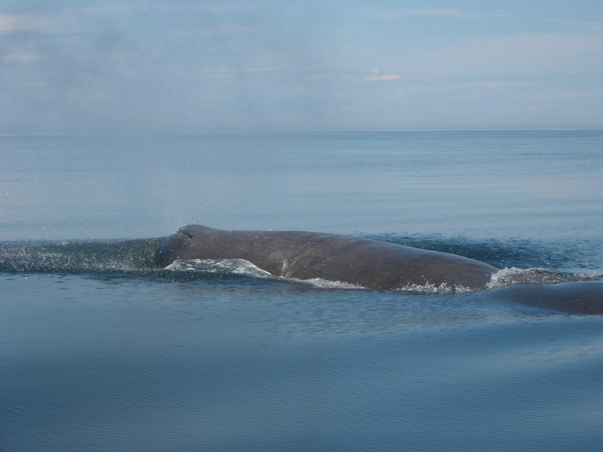 Why Some Whales Swim Vertically in a “Sleeping Stack”