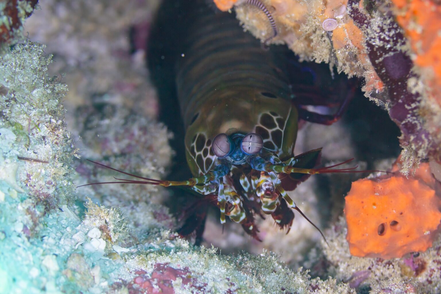The Mantis Shrimp’s Punch—Faster Than a Bullet