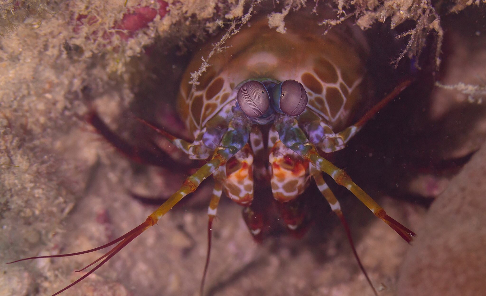 The Mantis Shrimp’s Punch—Faster Than a Bullet