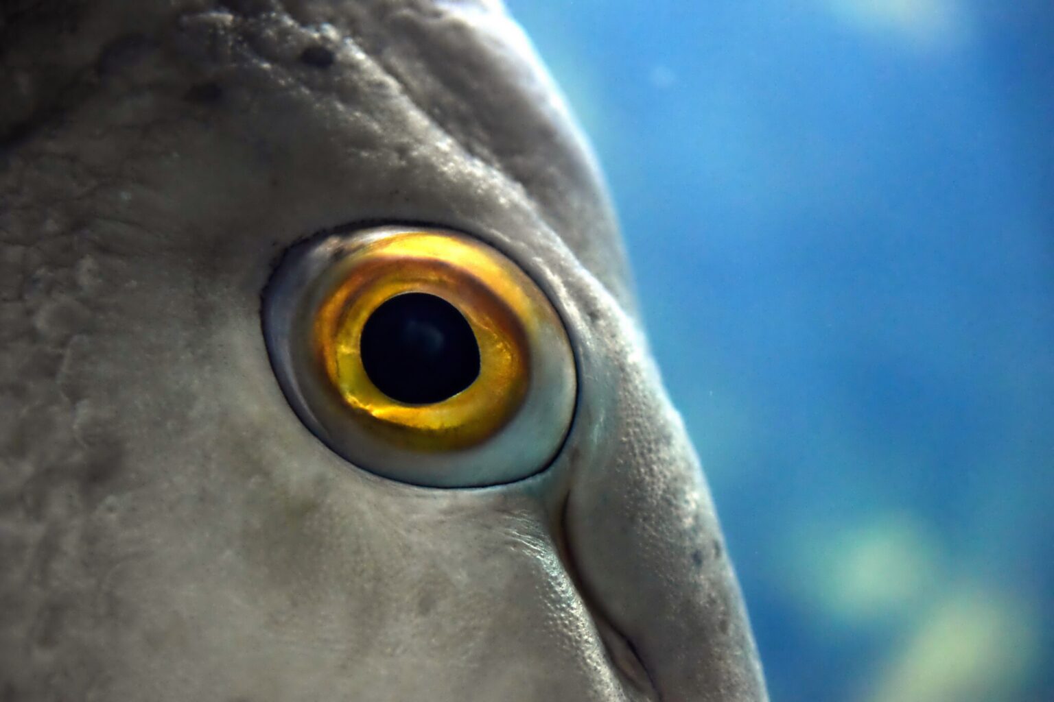 The Deep-Sea Fish With a Transparent Head