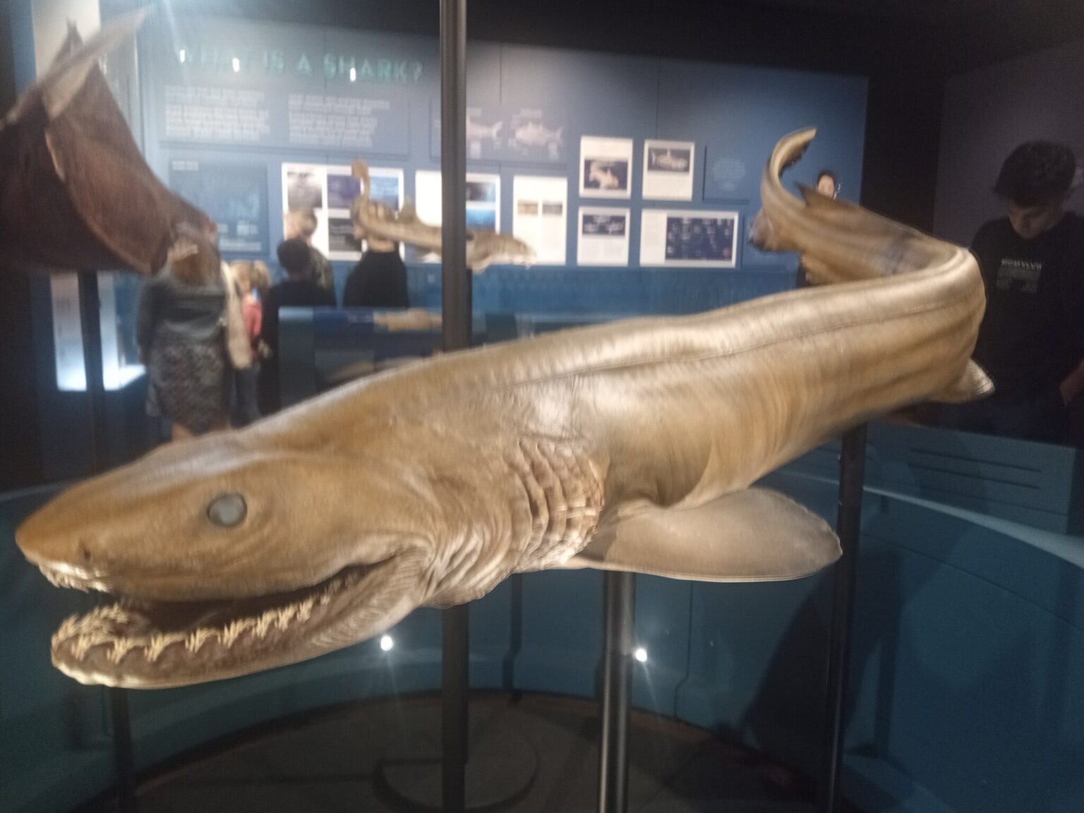 11 Deepest-Dwelling Sharks Ever Found