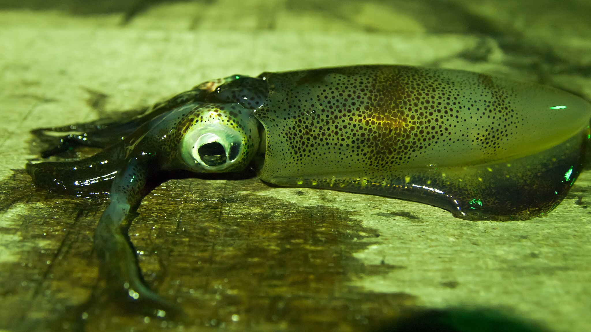 Can Squid Hear? The Science Behind Their Senses