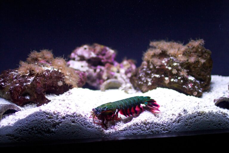 The Mantis Shrimp’s Punch—Faster Than a Bullet