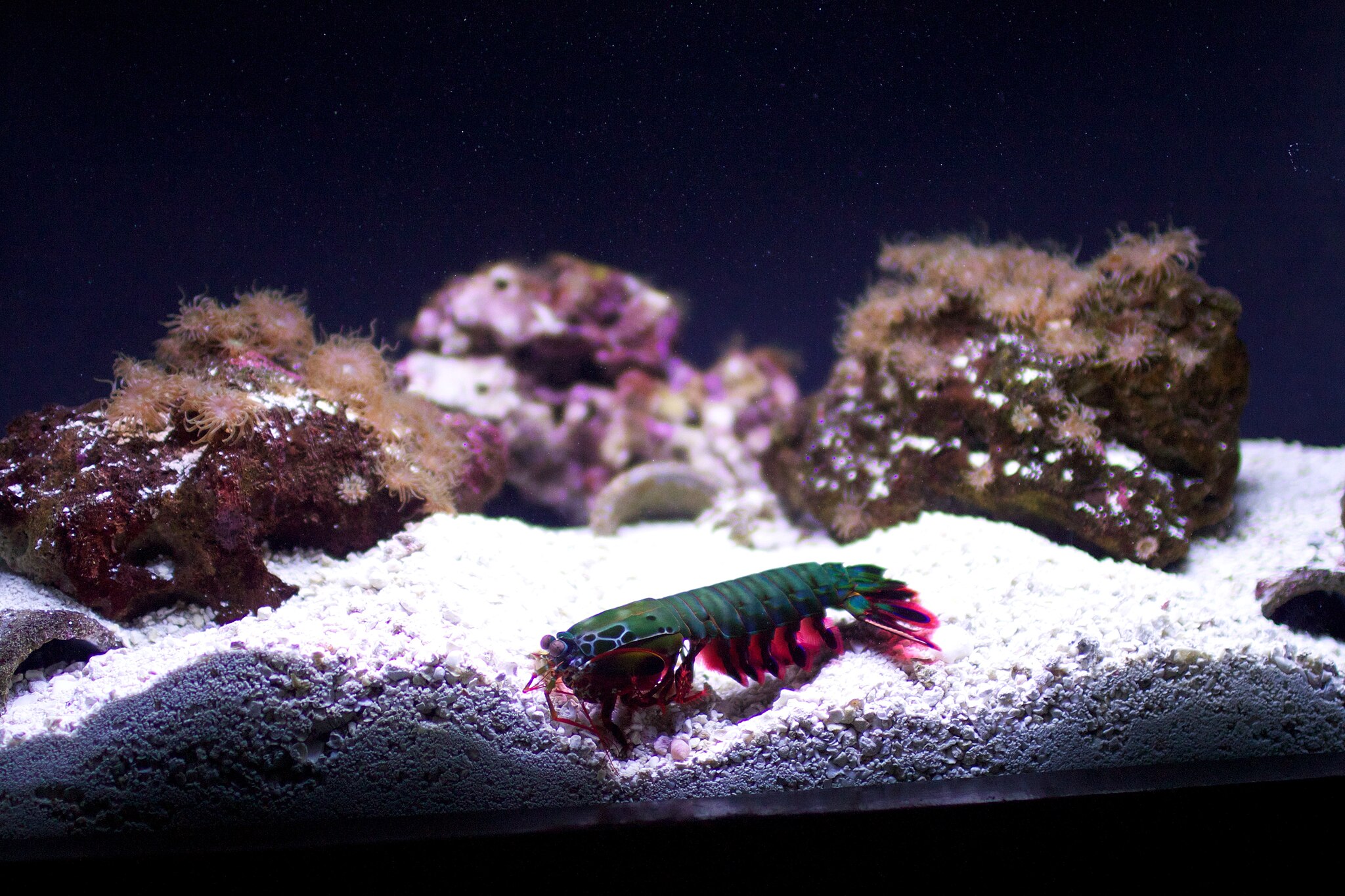 The Mantis Shrimp’s Punch—Faster Than a Bullet
