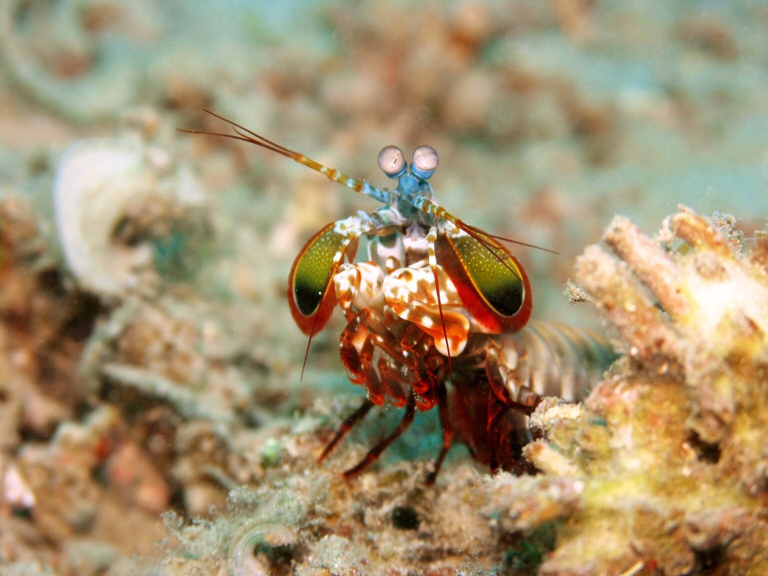 The Mantis Shrimp’s Punch—Faster Than a Bullet
