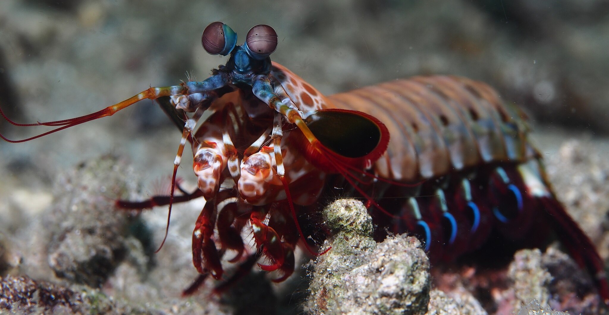 The Mantis Shrimp’s Punch—Faster Than a Bullet