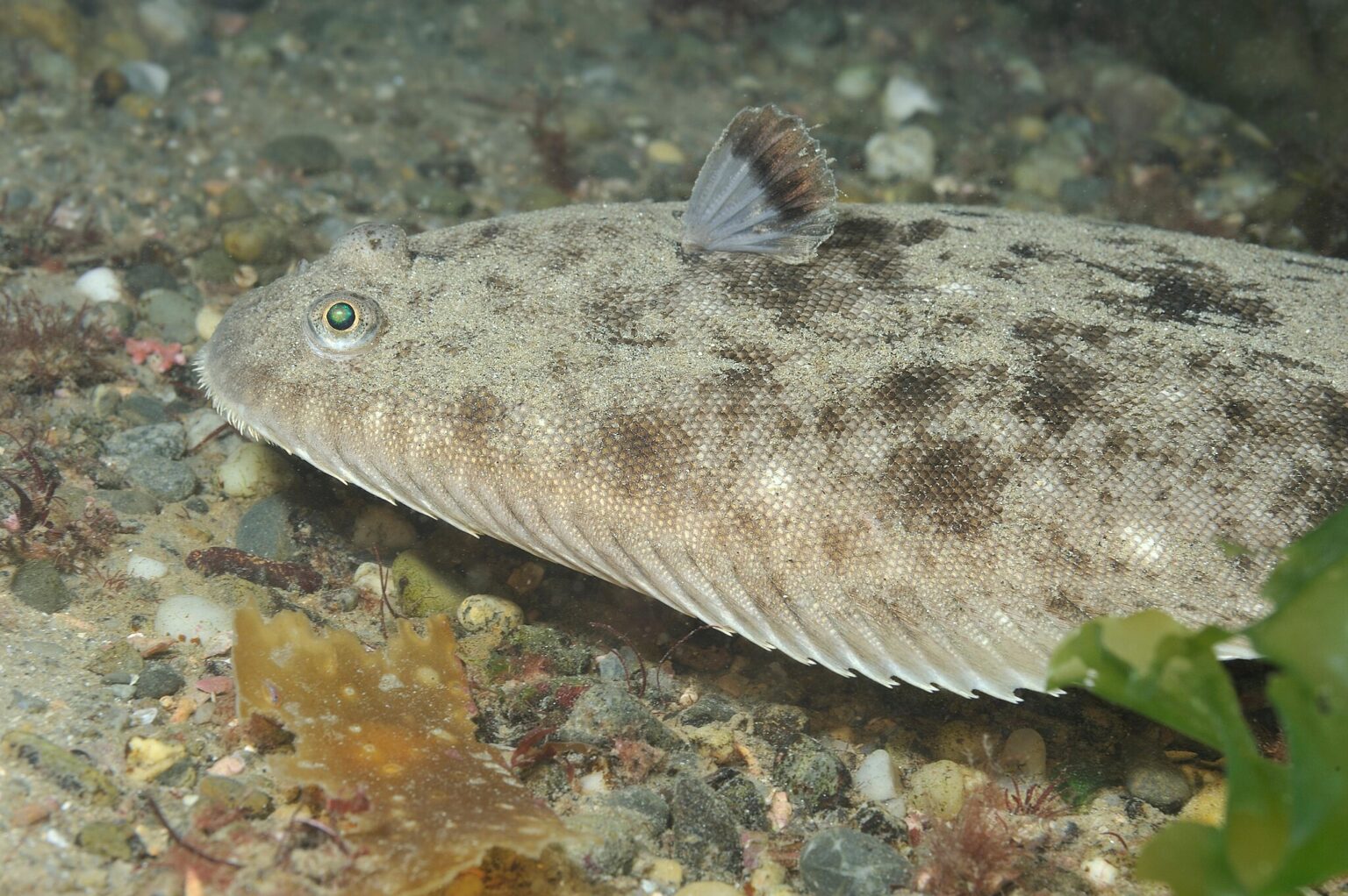 Why Deep-Sea Creatures Have Gigantic Eyes